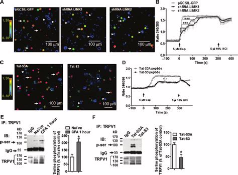 Trpv1 Function Is Enhanced By Phosphorylation During Cfainduced Download Scientific Diagram