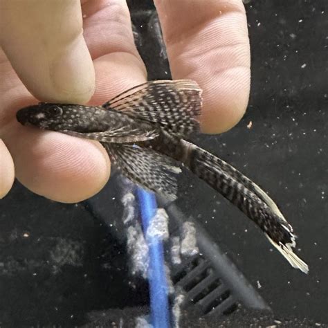 Long Fin Bristlenose Lee Valley Aquatics