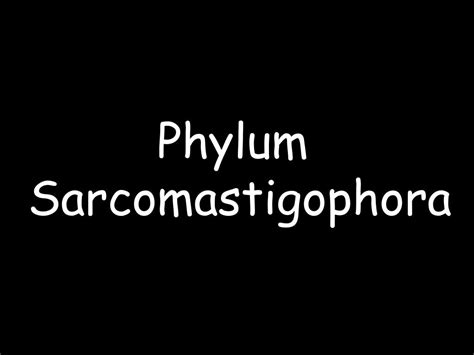 Ppt Kindgom Protista Phylum Ciliophora Phylum Sarcomastigophora