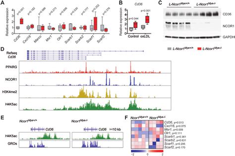 Macrophage Ncor1 Promotes The Expression Of The Scavenger Receptor