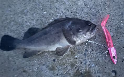 まっくす（41） さんの 2022年08月28日のマゾイの釣り・釣果情報北海道 奥尻島 アングラーズ 釣果500万件の魚釣り情報サイト