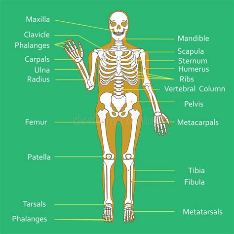 Esqueleto Humano Con Diversas Piezas Anatomía Del Cuerpo Humano Muñeca