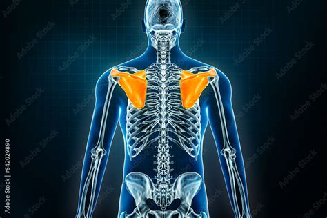 Scapula Bone Or Shoulder Blades X Ray Posterior View Osteology Of The Human Skeleton 3d