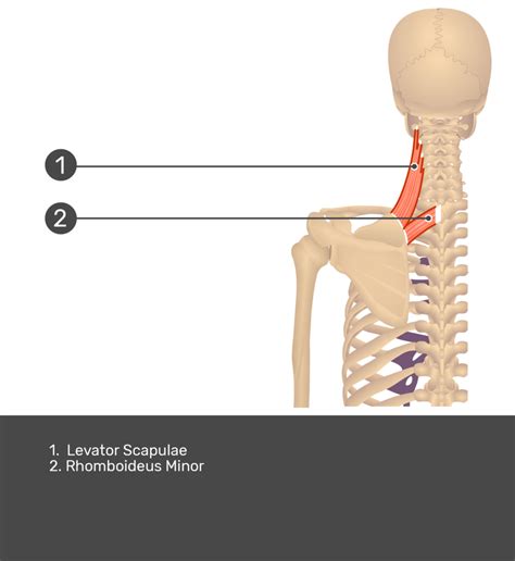 Levator Scapulae The Definitive Guide Biology Dictionary Levator