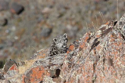 ЦООХОР ИРВЭС Wwf