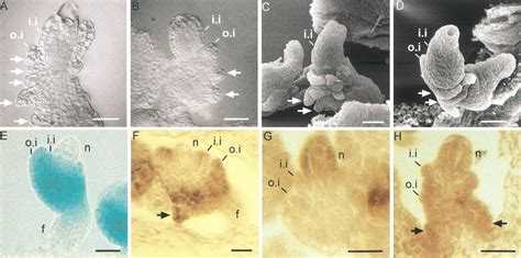 Wuschel Signaling Functions In Interregional Communication During Arabidopsis Ovule Development