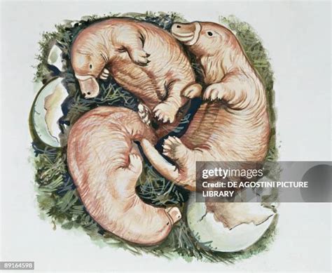 Platypus Nest Photos And Premium High Res Pictures Getty Images