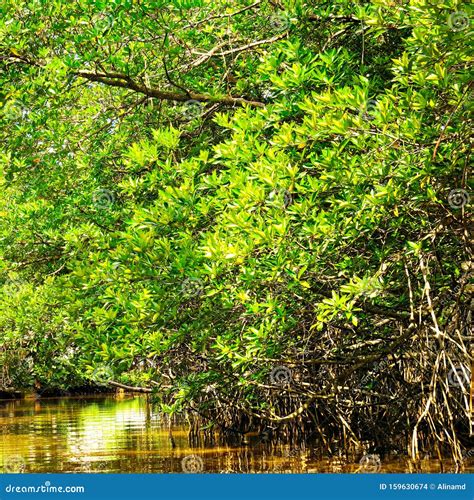 Mangrove Tree Green Foliage Above Waterline And Roots With Marine Life