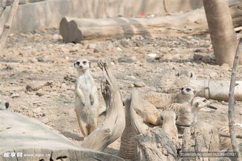 狐獴摄影图 野生动物 生物世界 摄影图库 昵图网