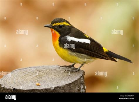Male Narcissus Flycatcher Ficedula Narcissina Stock Photo Alamy