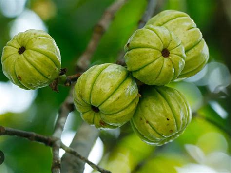 Garcinia Cambogia Weight Loss Aid Or Myth