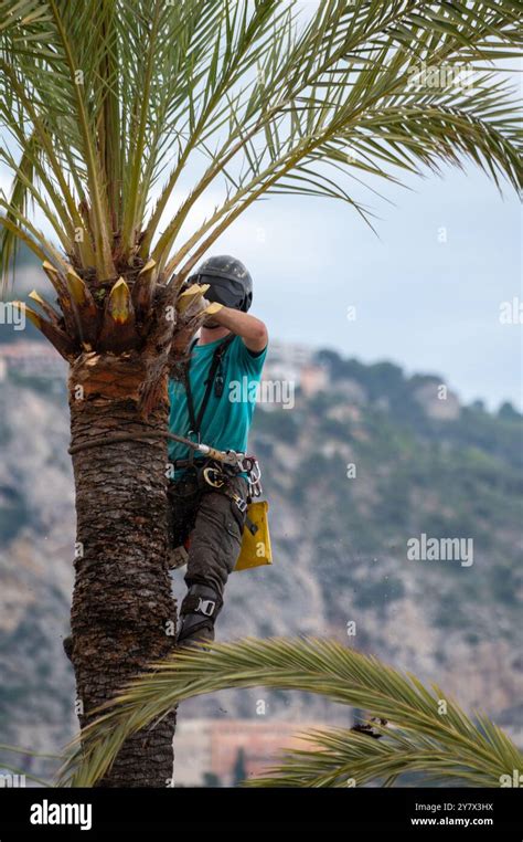 Seasonal Maintenance Work On Trunk And Leaves Of Palm Trees On The