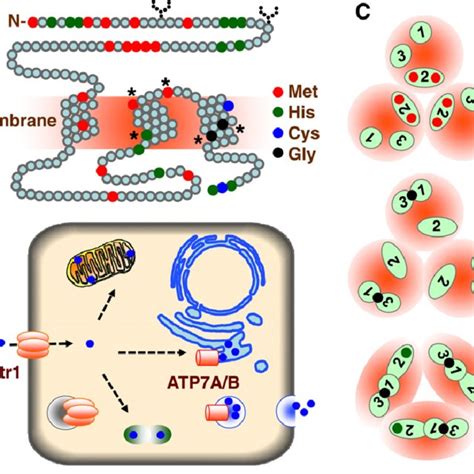 Schematic Illustration Of The Structure Subcellular Localization And Download Scientific