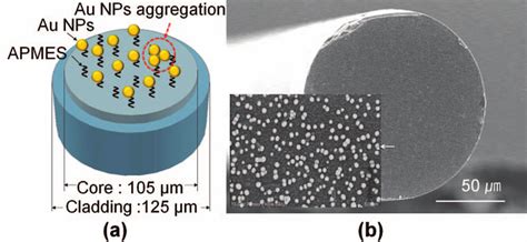 Structure Of Fo Lspr Sensor A Schematic View And B Fe Sem Images Download Scientific Diagram
