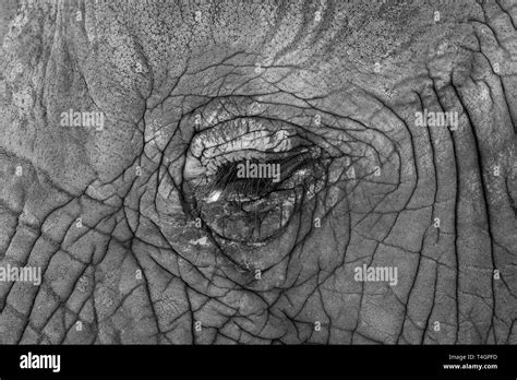 Close Up Of Head Of African Elephant Photographed In Monochrome At Knysna Elephant Park In The