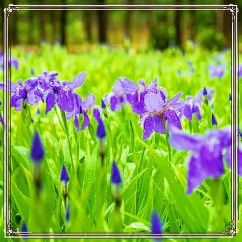 Iris Bulb Iris Bulbs For Planting Siberian Iris Bulbs Iris Bulbs