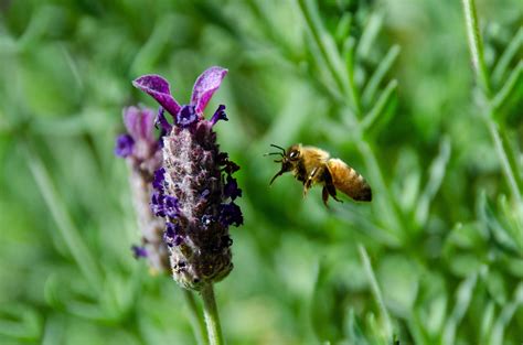 Understanding Nectar Flow — Texas Beescape