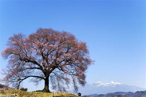 王仁塚の一本桜 GANREF