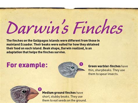 Forming A Theory Darwin Adventurer October 2019