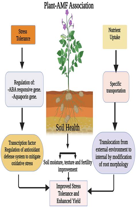 Arbuscular Mycorrhizal Fungi Essential Symbionts Of The Plant Kingdom
