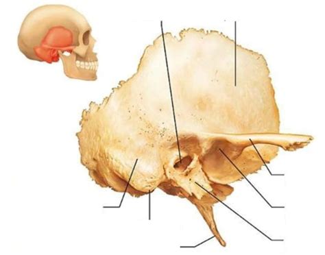 Label The Temporal Bone Quiz