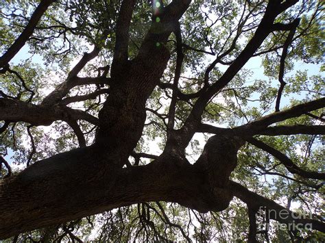 Five Hundred Year Old Texas Live Oak Trees Thirty Four Photograph By