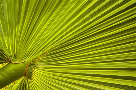 200 000 Free Palm Tree Texture And Texture Images Pixabay