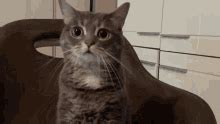 Cat Huh S Tenor