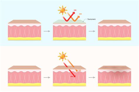 자외선 차단제와 비 자외선 차단제 피부의 차이 Uva 및 Uvb 광선으로부터 피부를 보호합니다 멜라닌에 대한 스톡 벡터 아트 및 기타 이미지 Istock