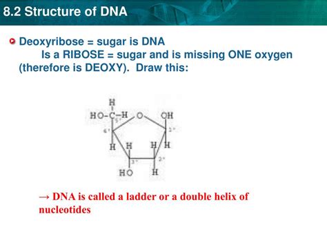 Ppt Understanding The Structure Of Dna For Beginners Powerpoint