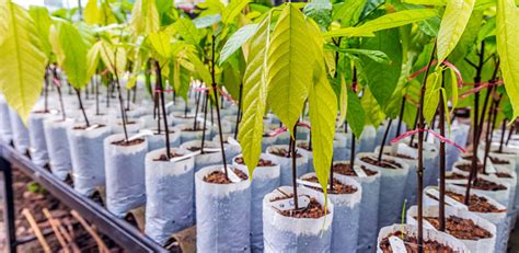 Seedlings Of Cocoa Trees In The Nursery To Prepare For Planting Stock