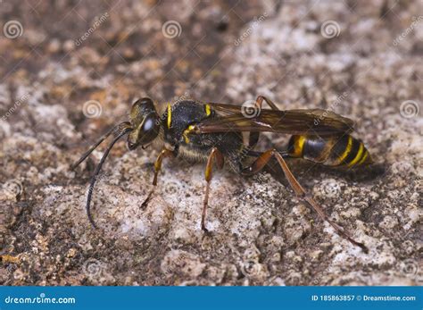 Sceliphron Curvatum Mud Dauber Invasive Wasp Is Collecting Mud For Nest Stock Image
