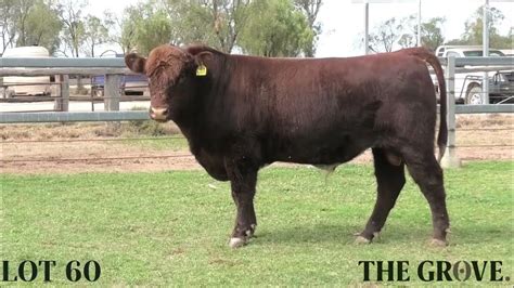 Lot 060 Youtube