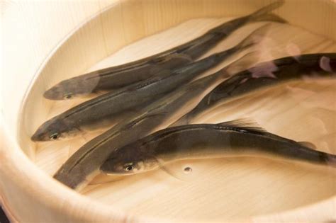 あつぎの鮎 厚木市観光協会 あつぎ観光なび