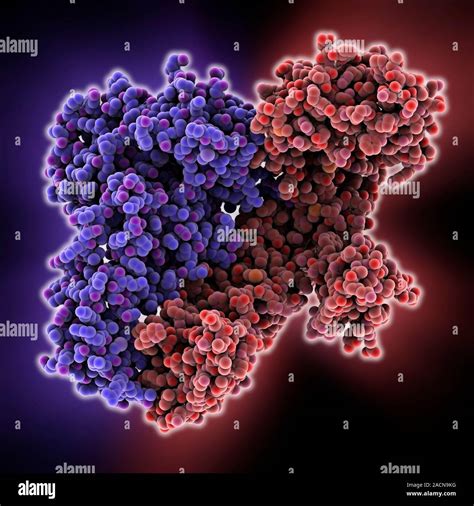 Hiv Reverse Transcription Enzyme Molecular Model Of The Reverse