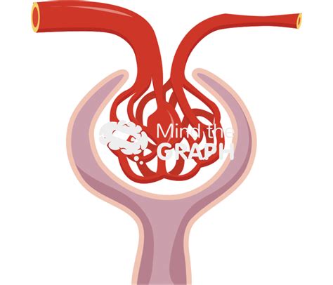 Free Glomerular Afferent Artery Icons Symbols Pictures And Images
