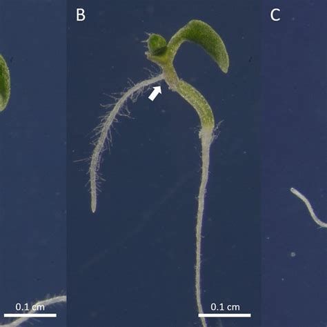 Arabidopsis Thaliana Grafting Post Grafting General Growth And