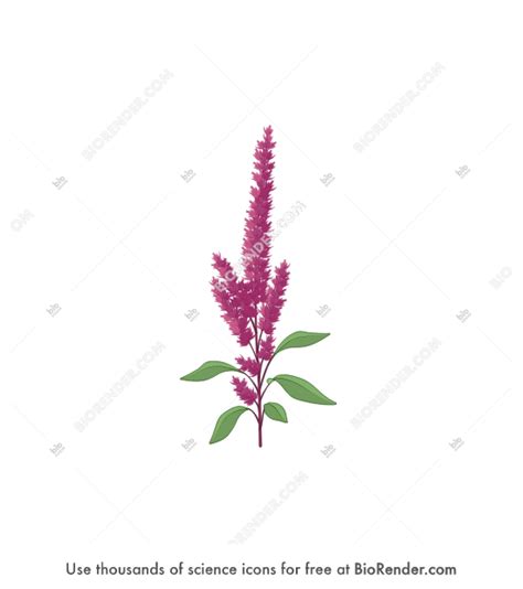 Free Amaranthus Plant Icons Symbols And Images Biorender