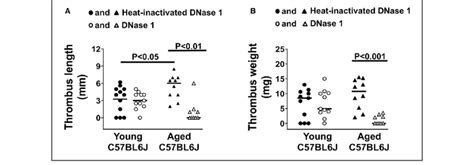 Treatment Of Aged C57bl6j Mice With Dnase 1 Blocked Development Of