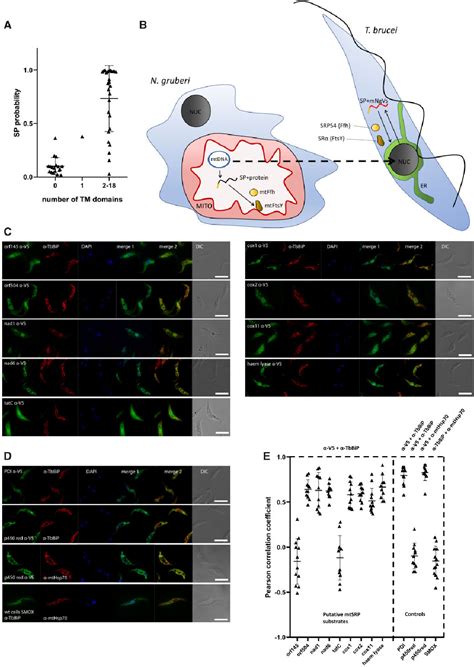Figure 1 From Of The Bacterial Signal Recognition Particle Based