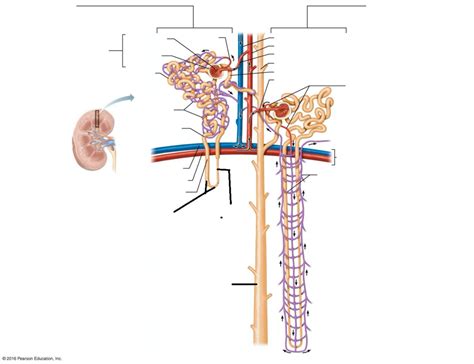 Biol 244l Nephron 1 Diagram Quizlet