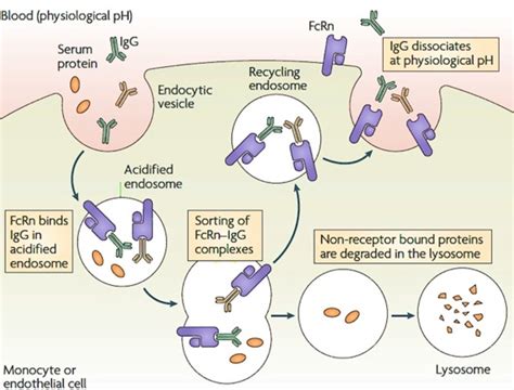Figure 1 From Production Et Caractérisation Danticorps Polyclonaux Et