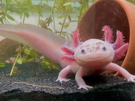 ¡lánzate A Este Recorrido Interactivo Con Ajolotes En Xochimilco In 2023 Axolotl Amphibians