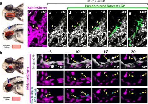 Figures And Data In A Novel Perivascular Cell Population In The