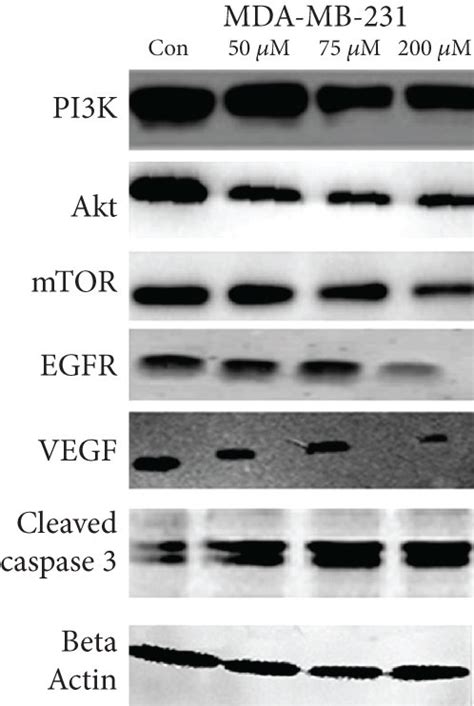 A Western Blot Analysis Of Expressions Of Pi3k Akt Mtor Egfr