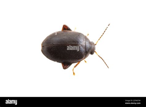 Marsh Beetle Scirtes Tibialis Isolated On White Background Stock