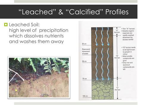 Ppt Soil And Natural Vegetation Of Canada Powerpoint Presentation Id