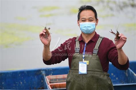 湖北潜江：“水”上春耕 小龙虾线上闯市场 人民图片网
