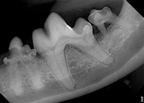 Save The Mandibular Carnassial Thomas Fatora Dvm Veterinary Dentistry