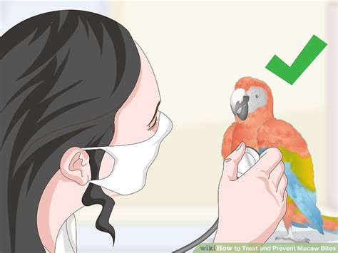 3 Ways To Treat And Prevent Macaw Bites Wikihow Health